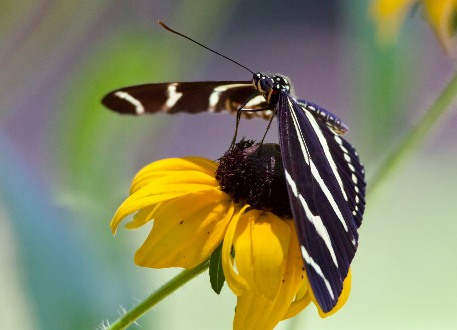 The Southern Wild - How to Attract Zebra Longwing Butterflies