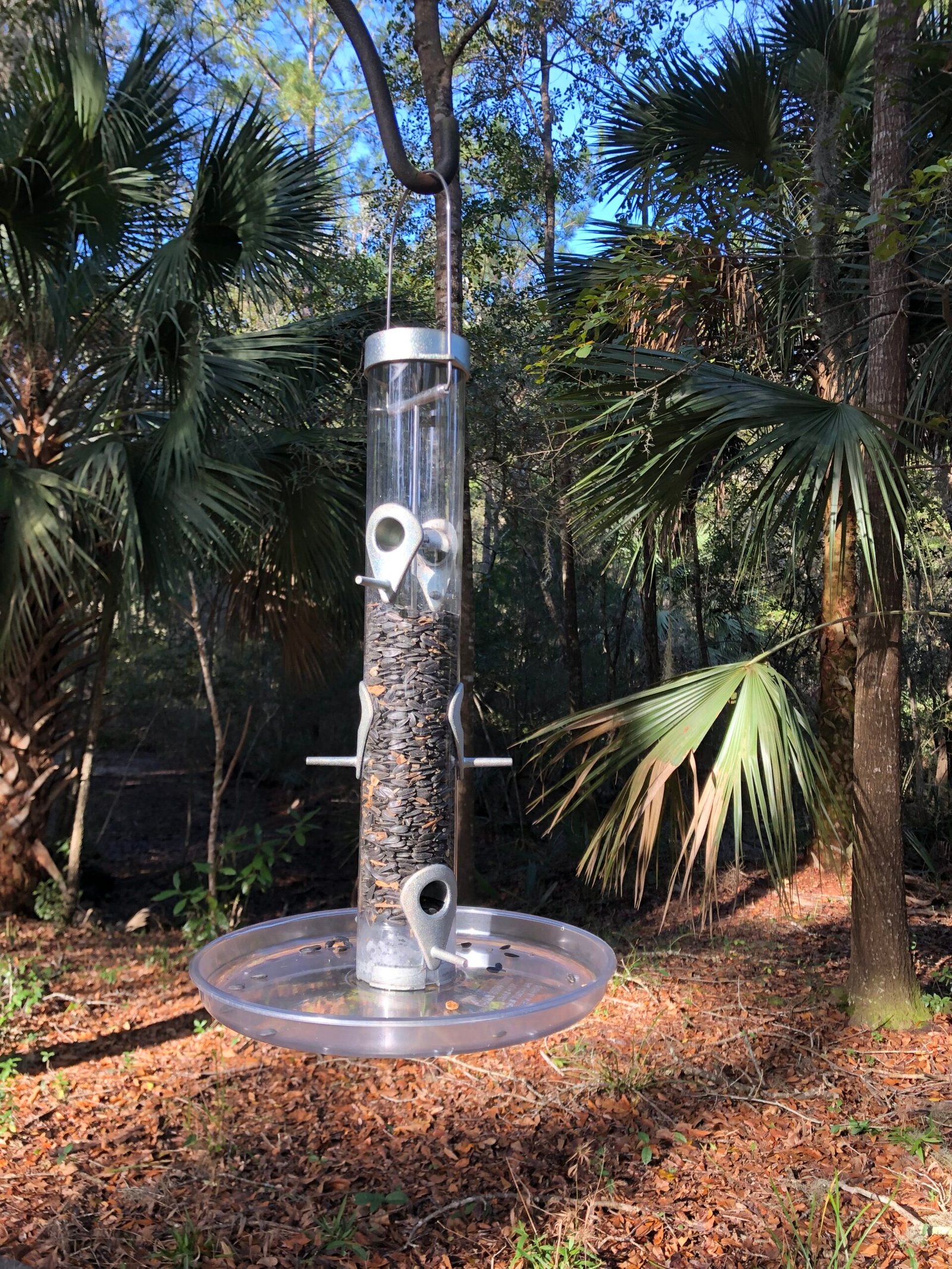 The Southern Wild - Best Bird Feeder Setup for Beginners