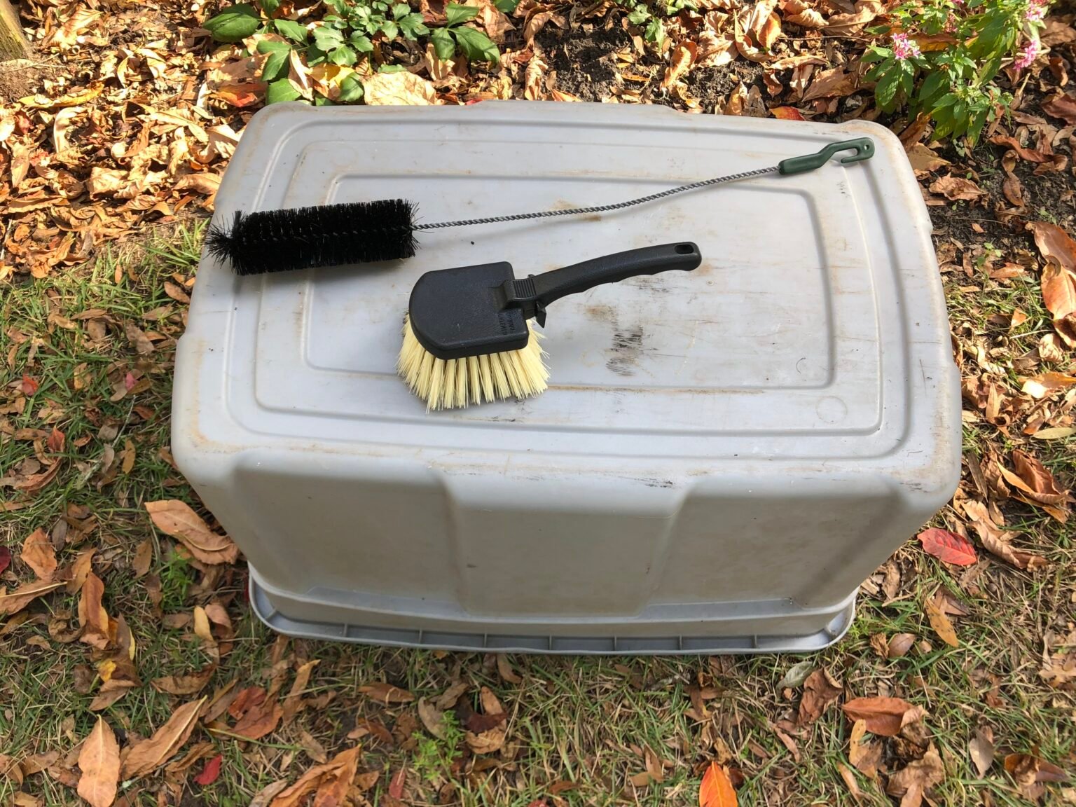 The Southern Wild - Best Bird Feeder Setup for Beginners