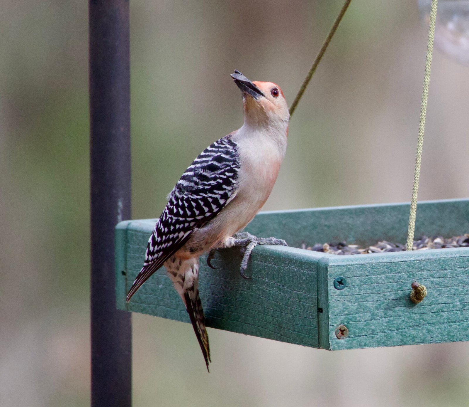 The Southern Wild - Best Bird Feeder Setup for Beginners