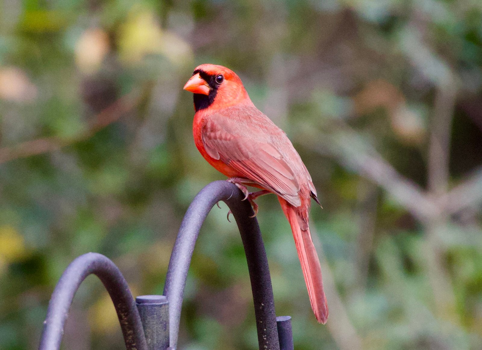 The Southern Wild - Best Bird Feeder Setup for Beginners